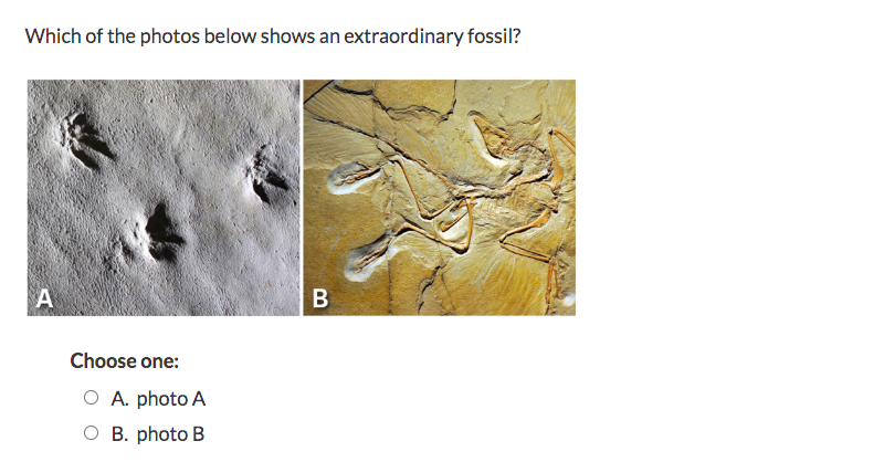 Solved Extraordinary fossils preserve soft parts of | Chegg.com