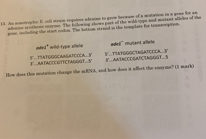 Solved 13. An auxotrophic E. coli strain requires adenine to | Chegg.com