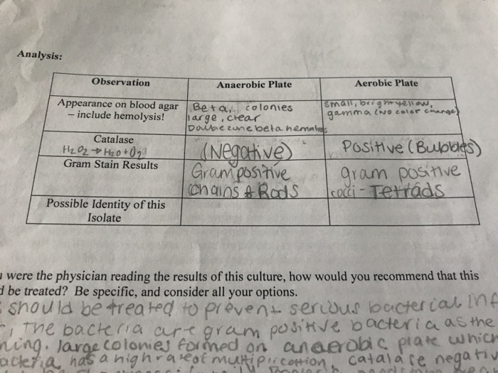 Solved Analysis: Observation Anaerobic Plate Aerobic Plate | Chegg.com
