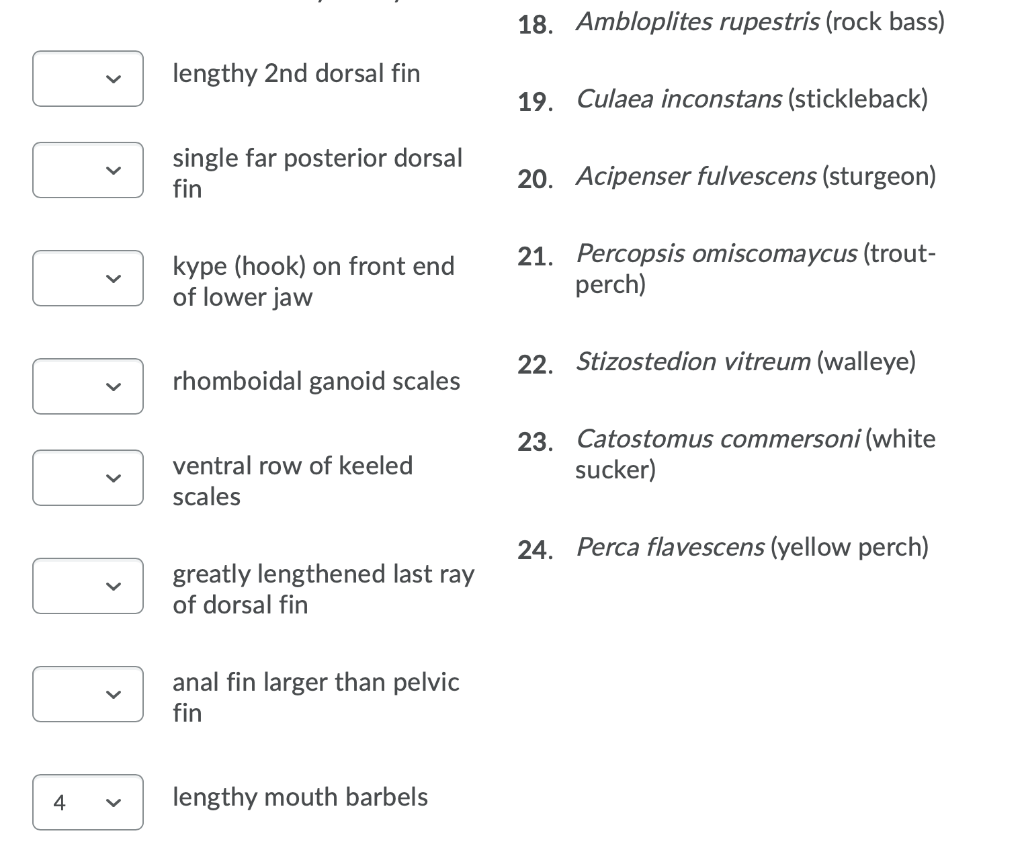 Solved 13 suctorial disc 5 short dorsal spines greatly | Chegg.com