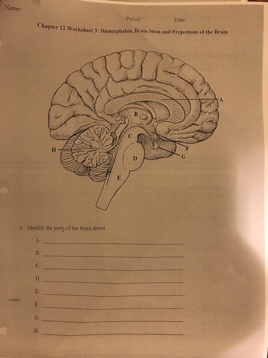 Solved Name Period: Date: er 12 Worksheet 3: Diencephalon, | Chegg.com