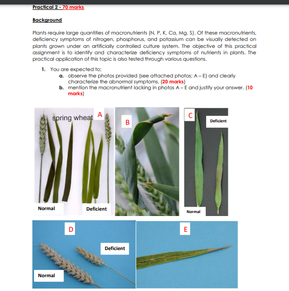 Solved Background Plants require large quantities of | Chegg.com