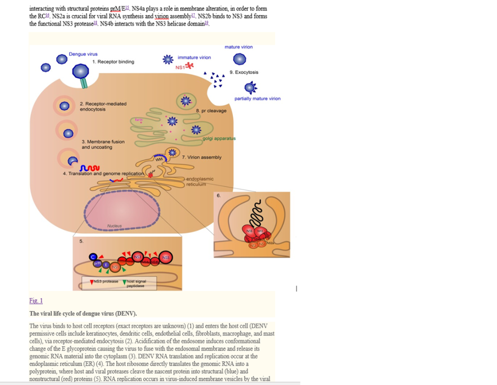 Solved Summarize Dengue virus in your own words Dengue virus | Chegg.com