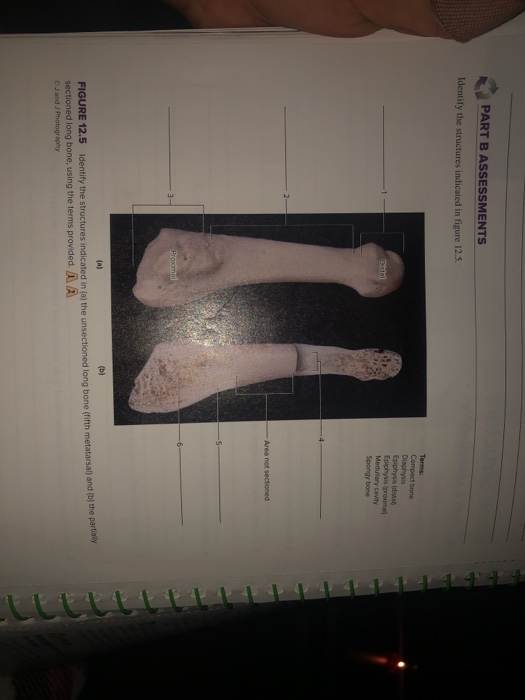 Solved PART B ASSESSMENTS Identify the structures indicated | Chegg.com