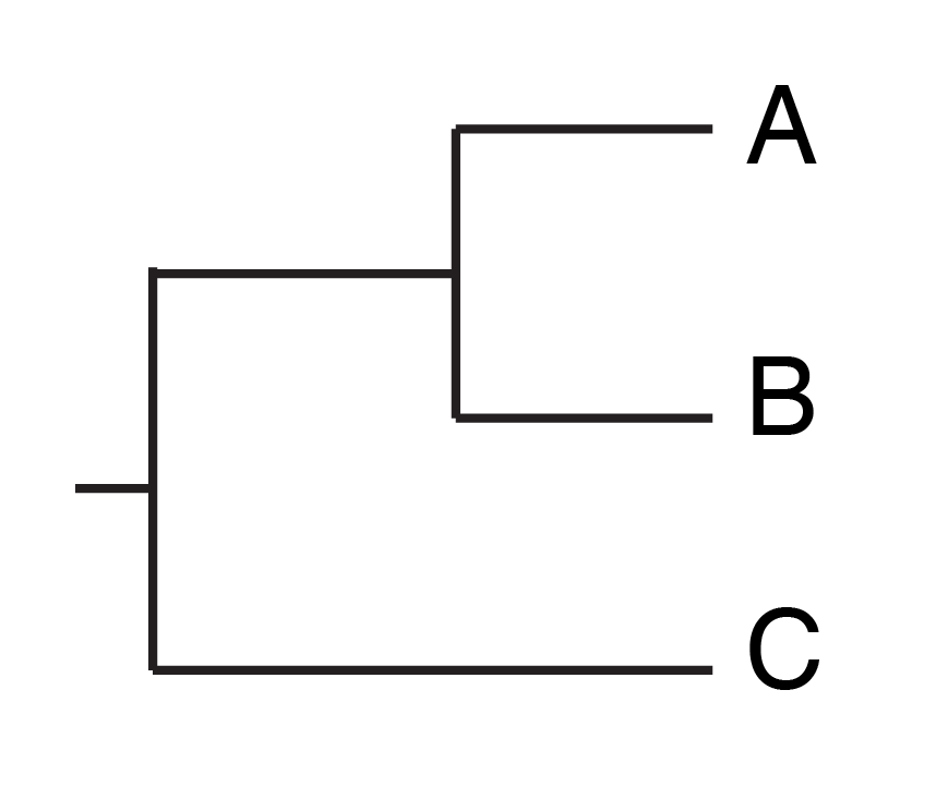 Solved Consider the tree above. Is C the ancestor of A? | Chegg.com