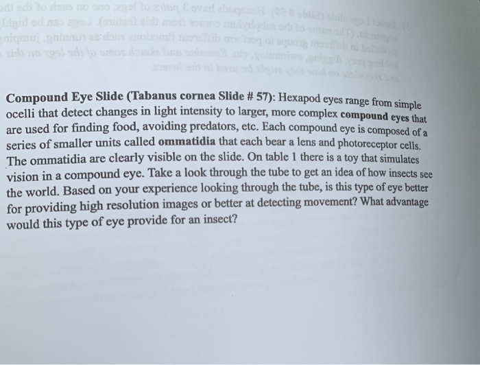 Solved Compound Eye Slide (Tabanus cornea Slide # 57): | Chegg.com
