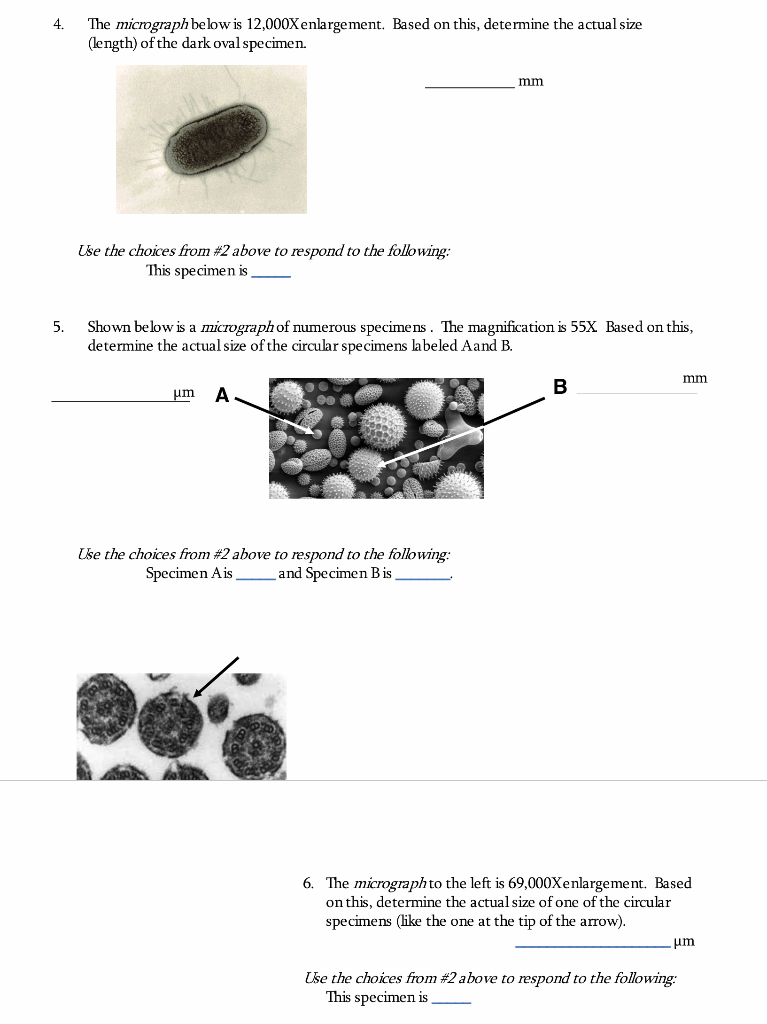 Solved 4. The micrograph below is 12,000X enlargement. Based | Chegg.com