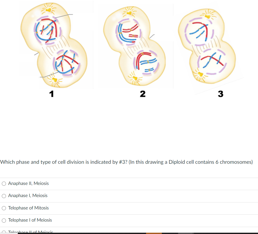Telophase Drawing