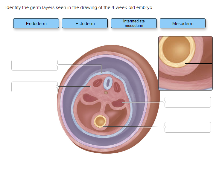 Solved Identify the germ layers seen in the drawing of the | Chegg.com