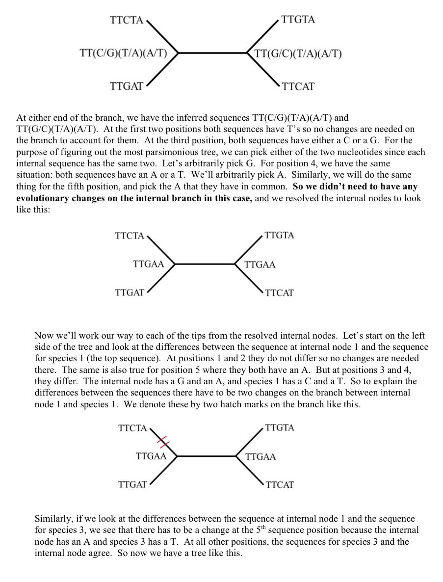 Solved Phylogenetic Reconstruction: Parsimony The in-class | Chegg.com