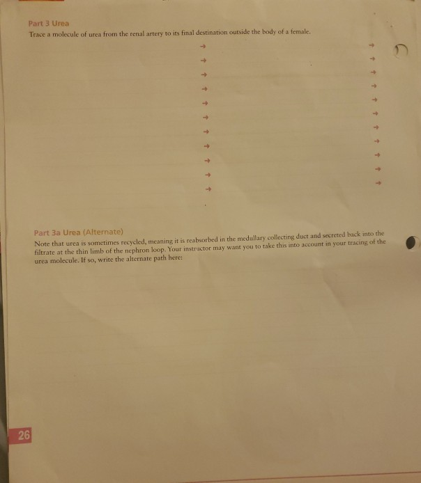 Solved Part 3 Urea Trace a molecule of urea from the renal | Chegg.com