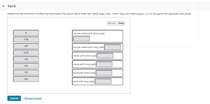 Solved Merle is a marking pattern in canine coats that | Chegg.com