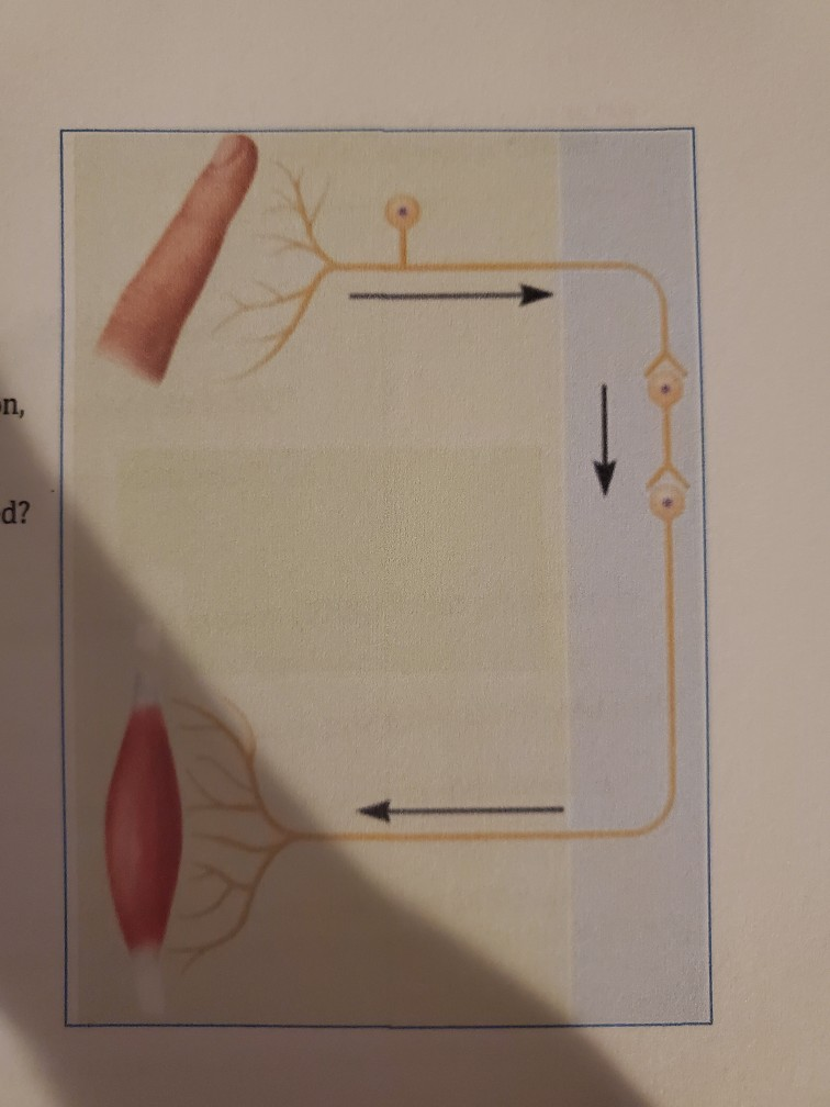 Solved 17. In this diagram of a simple reflex arc, label the | Chegg.com