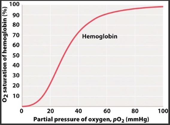 Solved When doing intense exercise, the PO2 in muscles may | Chegg.com