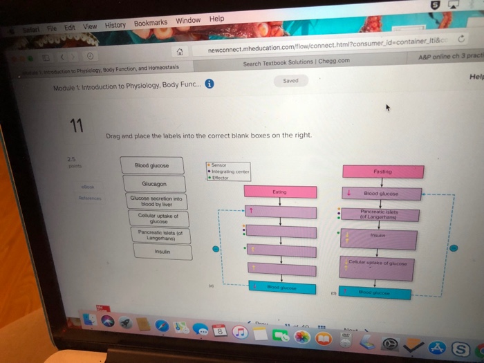 Solved Drag and place the labels | Chegg.com