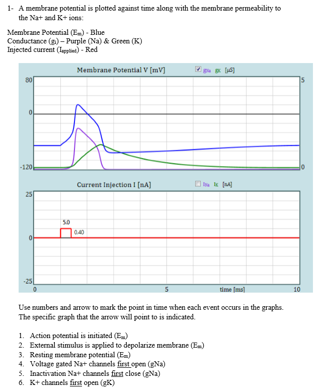 Solved 1- A membrane potential is plotted against time along | Chegg.com