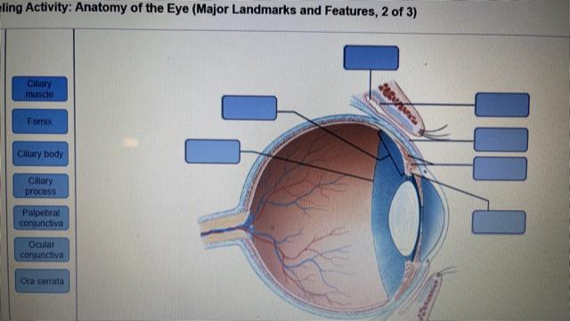 Solved eling Activity: Anatomy of the Eye (Major Landmarks | Chegg.com