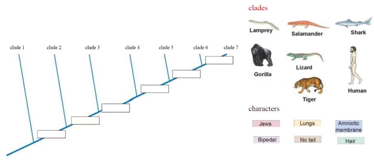 Solved What is a cladogram / what does it reflect? What | Chegg.com