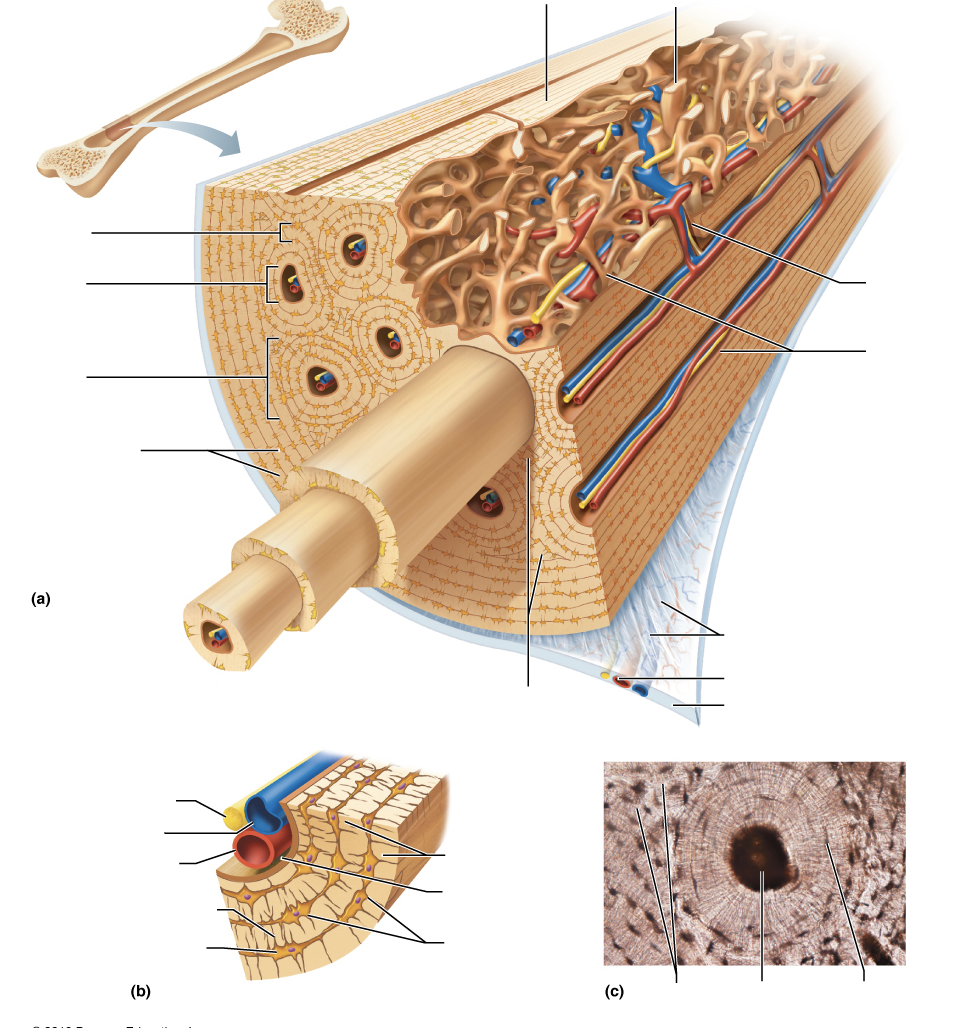 Solved ( (L) | Chegg.com