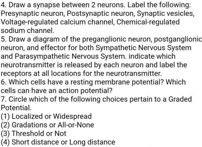 Solved 4. Draw a synapse between 2 neurons. Label the | Chegg.com