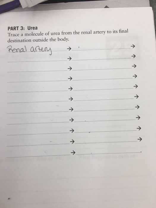 Solved Trace a molecule of urea from the renal artery to its | Chegg.com