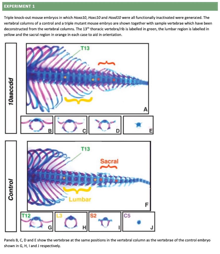 Q: Identify the sequence of vertebrae in the | Chegg.com