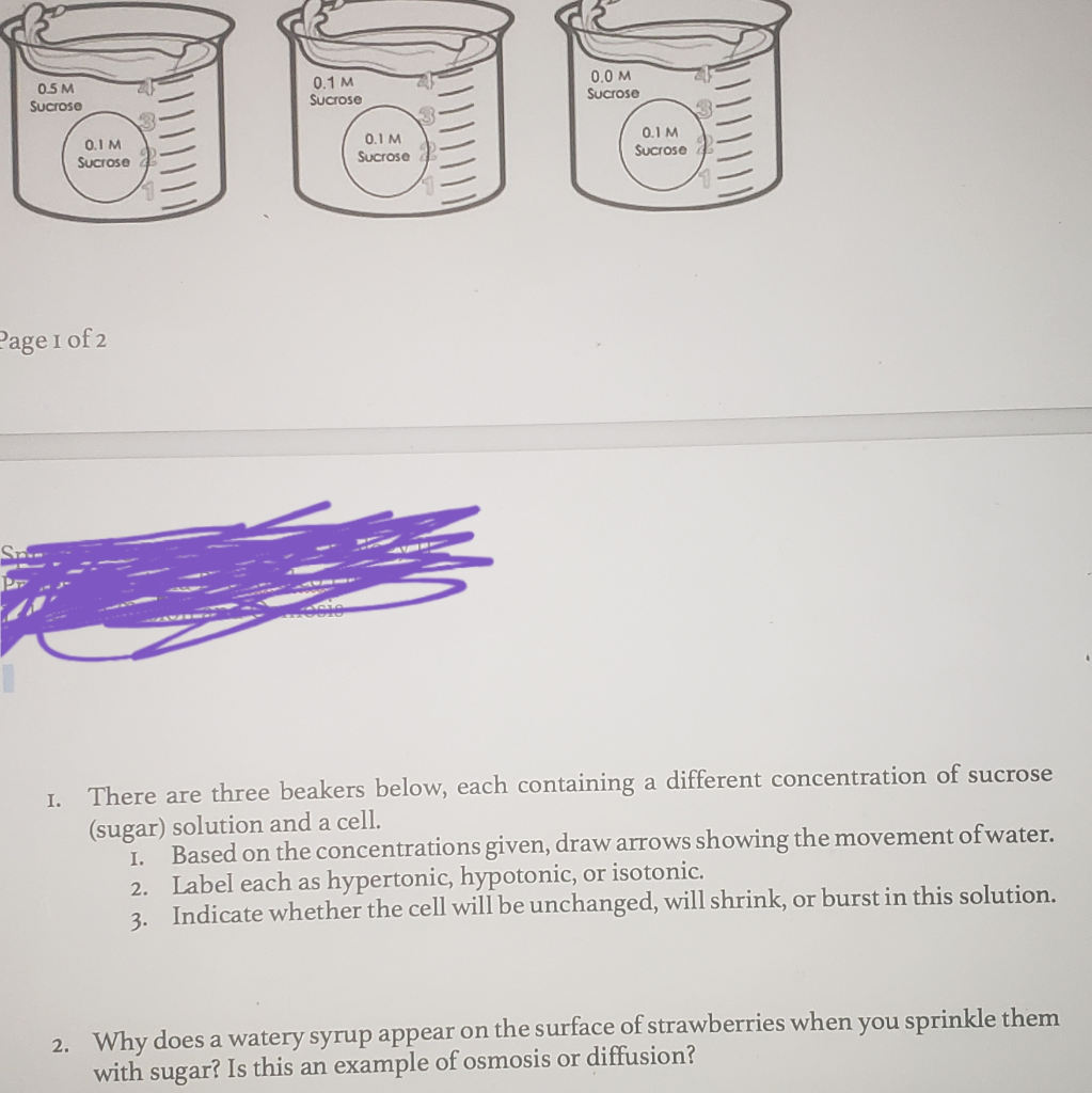 Solved 0.5M Sucrose 0.1 M Sucrose 0.0 M Sucrose 0.1 M | Chegg.com