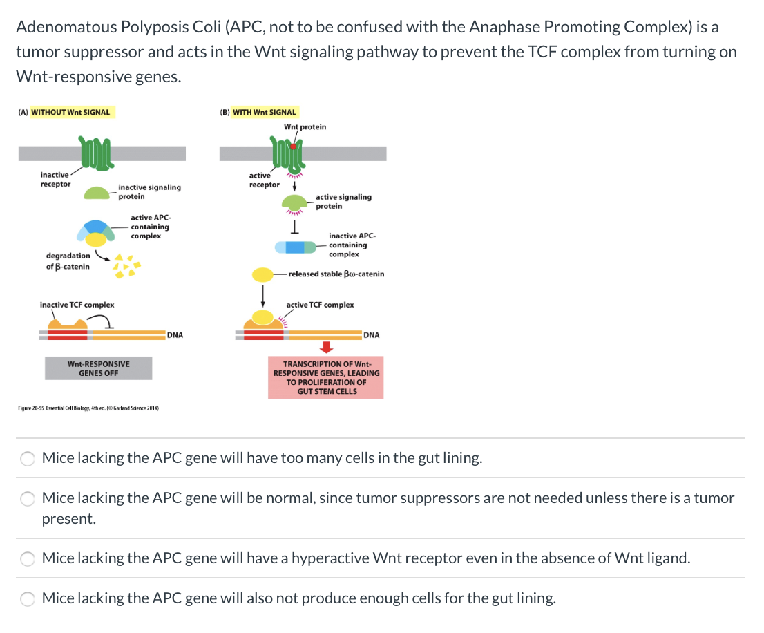 Solved Adenomatous Polyposis Coli (APC, not to be confused | Chegg.com