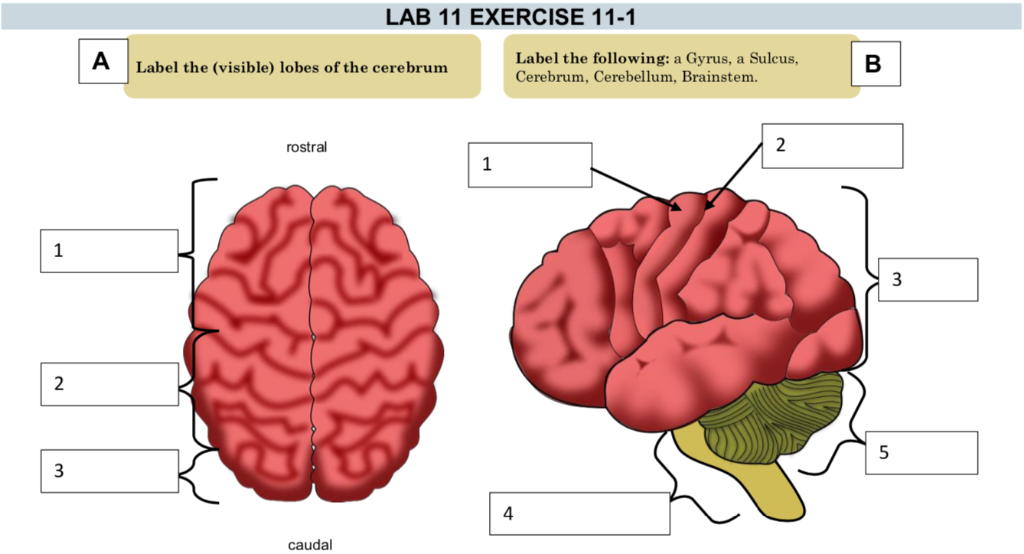 Solved LAB 11 EXERCISE 11-1 Label the following: a Gyrus, a | Chegg.com
