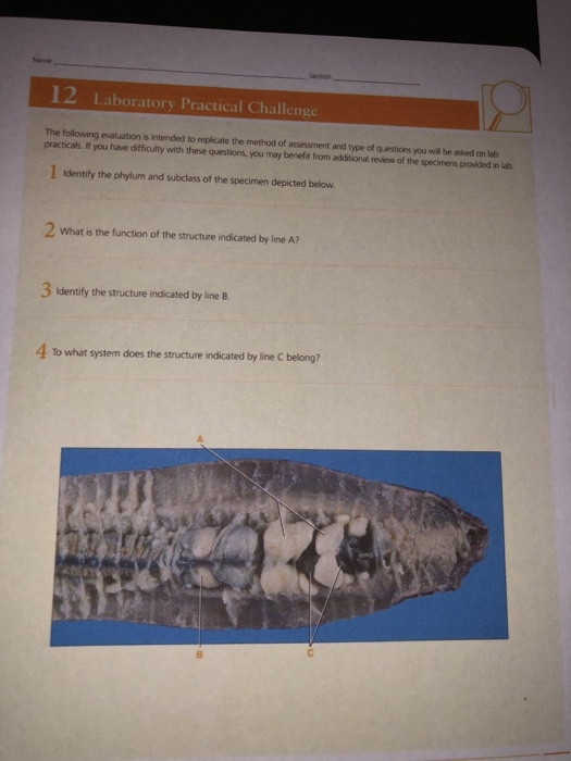 Solved Section . 12 Laboratory Practical Challenge The | Chegg.com