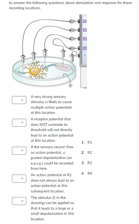 Solved to answer the following questions about stimulation | Chegg.com