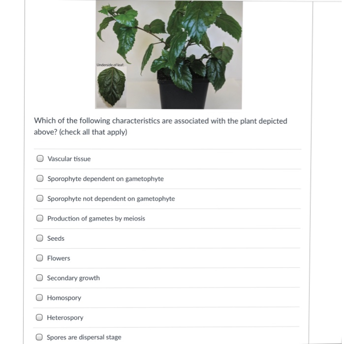 Solved e of leaf Which of the following characteristics are | Chegg.com