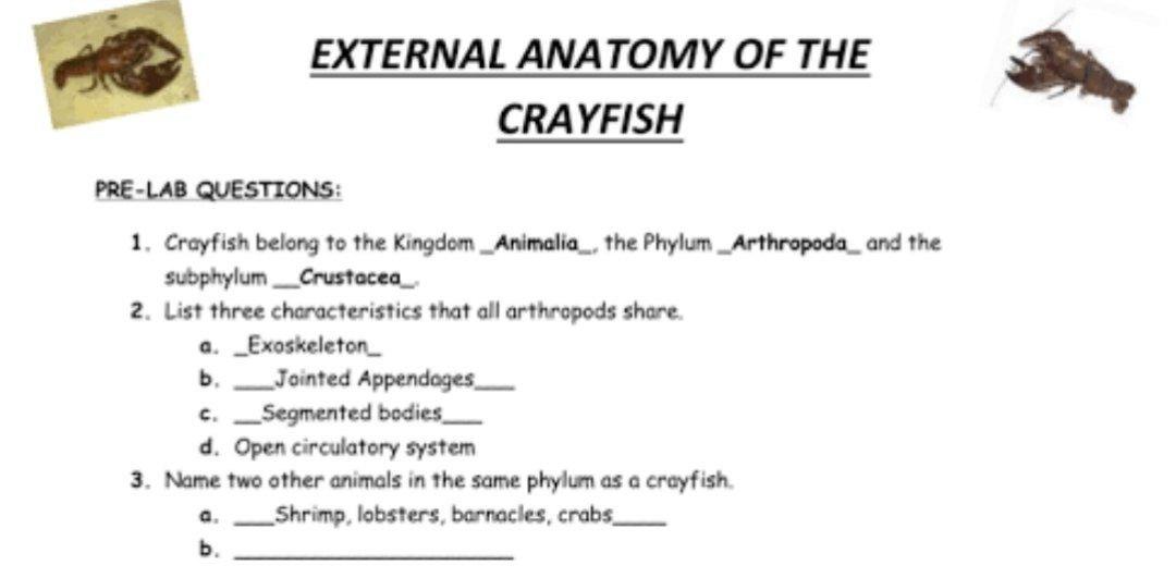 Solved EXTERNAL ANATOMY OF THE CRAYFISH PRE-LAB QUESTIONS: | Chegg.com