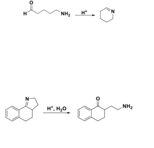 Solved o N H Ht NH2 N o H, H2O NH2 | Chegg.com