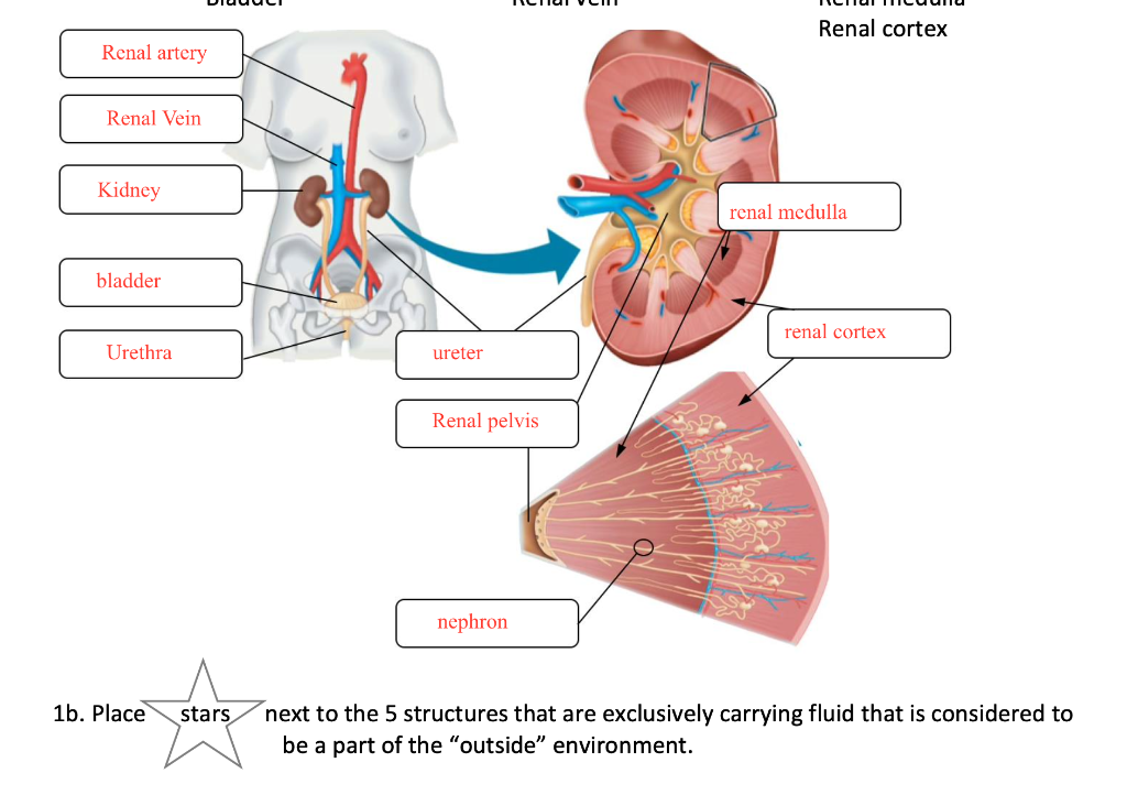 Solved Renal cortex Renal artery Renal Vein Kidney renal | Chegg.com