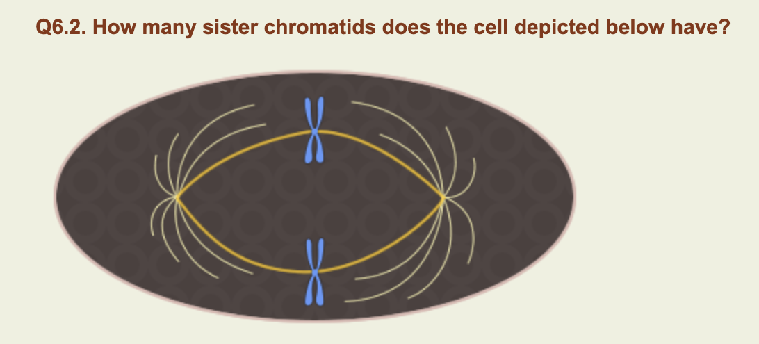 Solved Q6.2. ﻿How many sister chromatids does the cell | Chegg.com