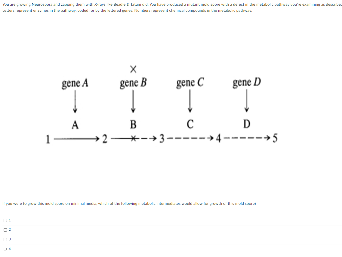 Solved According to Chargaff's rule, which of the following | Chegg.com