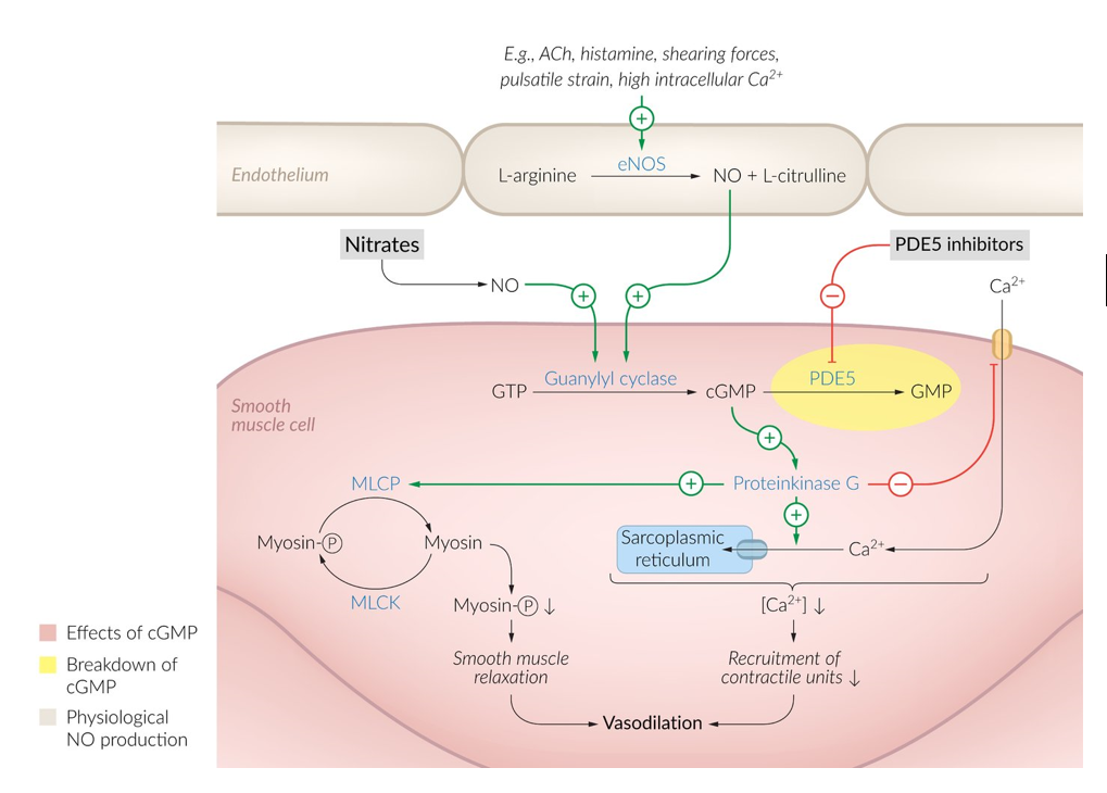 Solved (a) What is the function of cGMP in figure 2 of the | Chegg.com