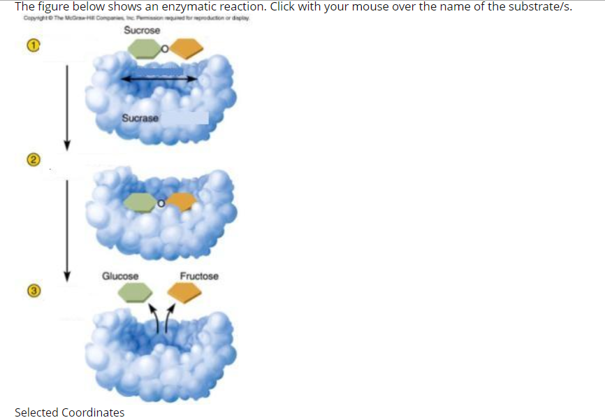 Solved The figure below shows an enzymatic reaction. Click | Chegg.com