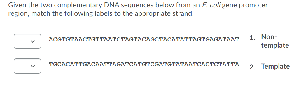 Solved Given the following prokaryotic DNA sequence | Chegg.com