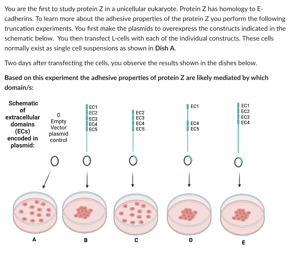 Solved You are the first to study protein Z in a unicellular | Chegg.com