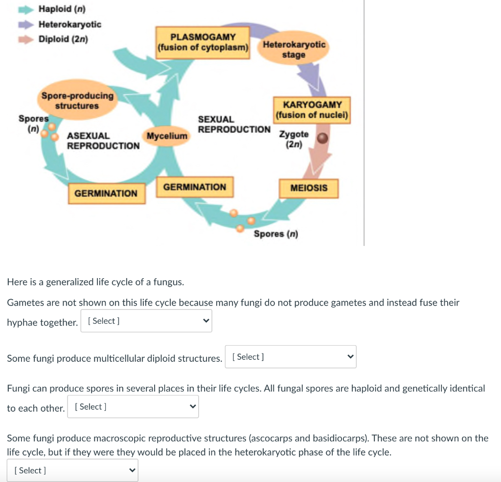 Solved Haploid (n) Heterokaryotic Diploid (2n) PLASMOGAMY | Chegg.com