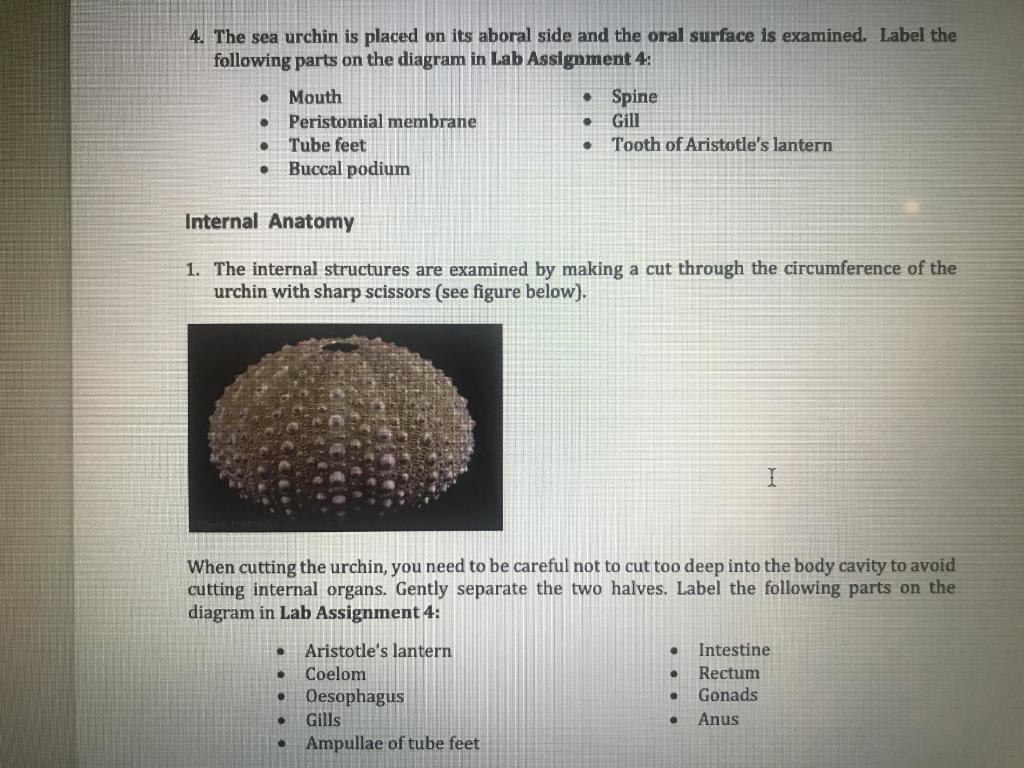 Solved 4. The sea urchin is placed on its aboral side and | Chegg.com