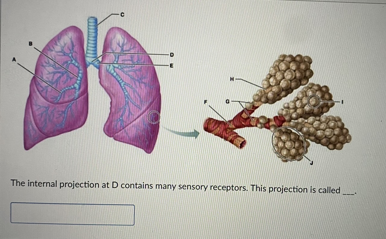 Solved The internal projection at D contains many sensory | Chegg.com