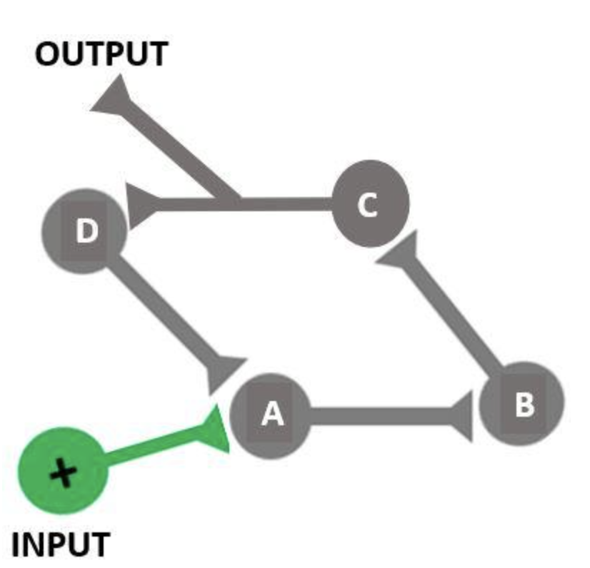 Solved (0) Consider the neural circuit below | Chegg.com