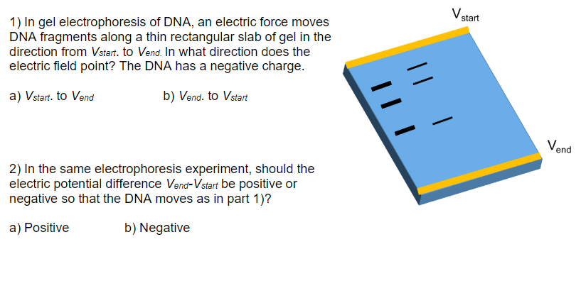 Solved 1) In gel electrophoresis of DNA, an electric force | Chegg.com