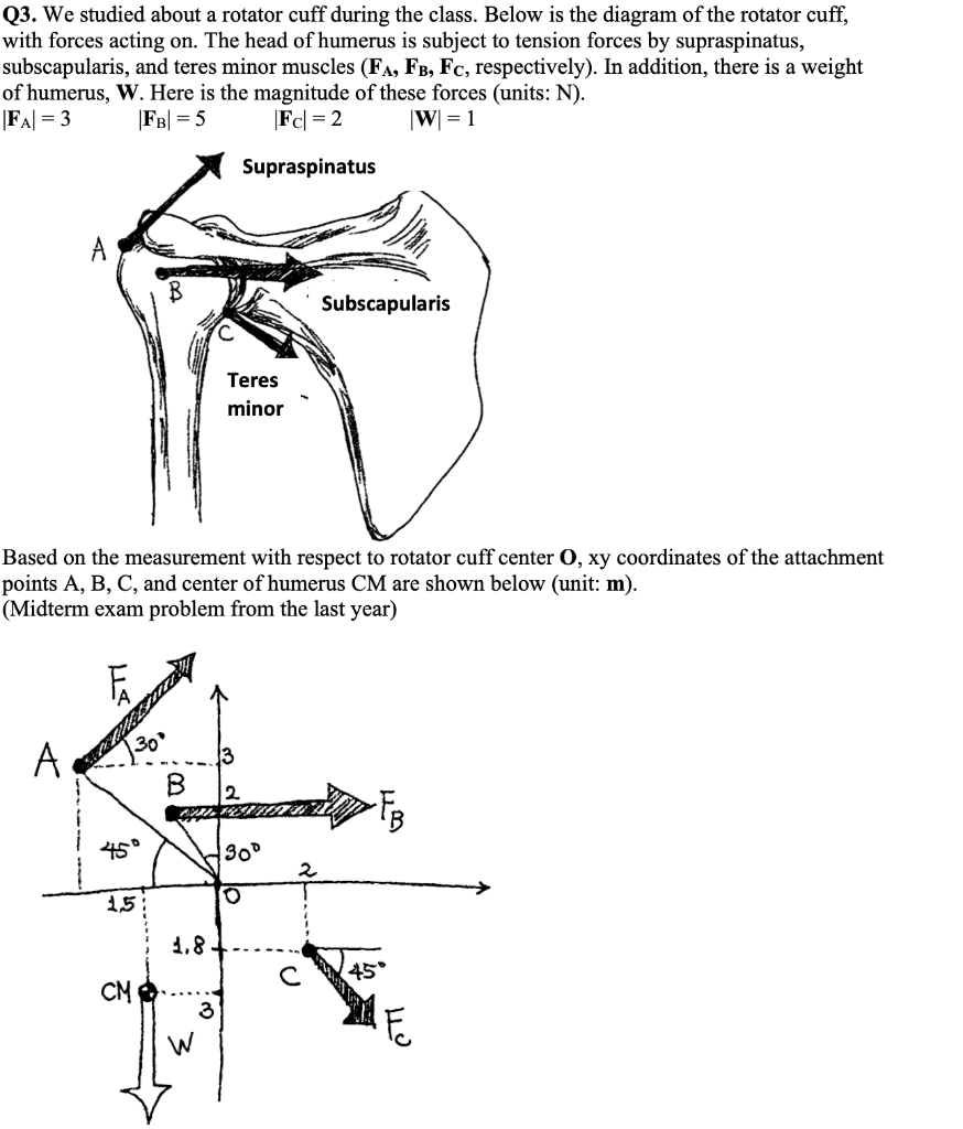 Solved Q3. We studied about a rotator cuff during the class. | Chegg.com