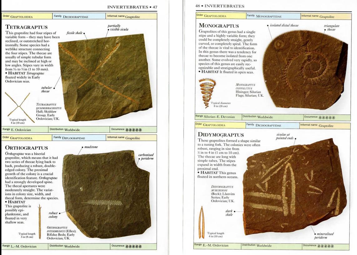 Solved Graptolites Graptolites are common fossils that have | Chegg.com