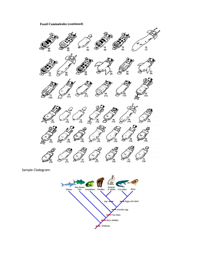 Cladistics Lab Construct a cladogram for the | Chegg.com