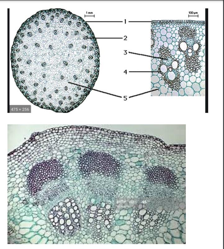 Solved 1 mm 100 3 2 5 475 256 ROOTS MONOCOT ROOT EPIDERMIS | Chegg.com